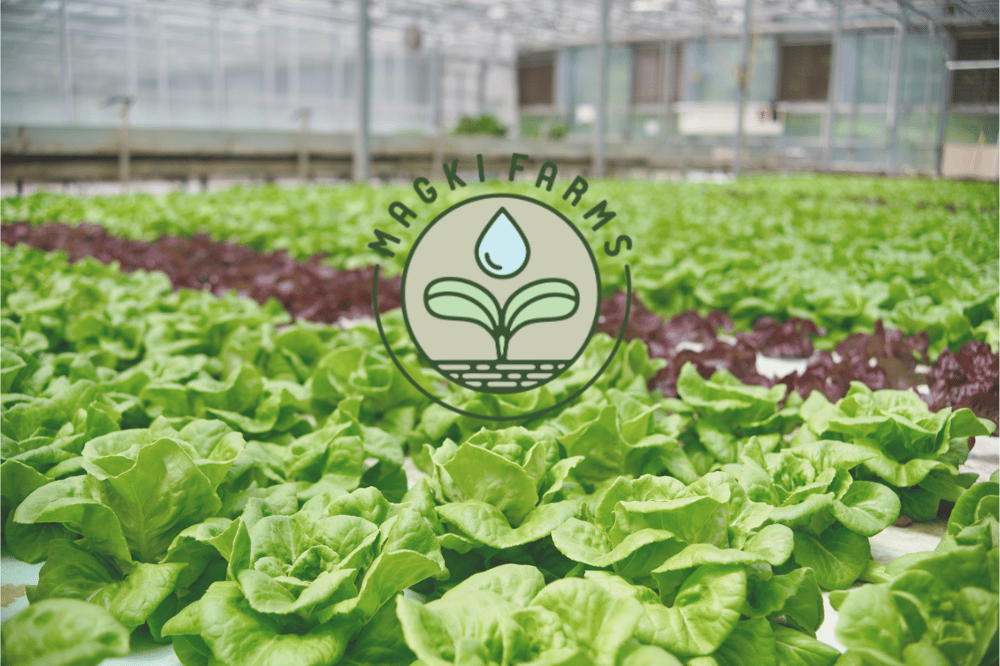 The Visionary Journey of Magki Farms with Agritecture — AGRITECTURE